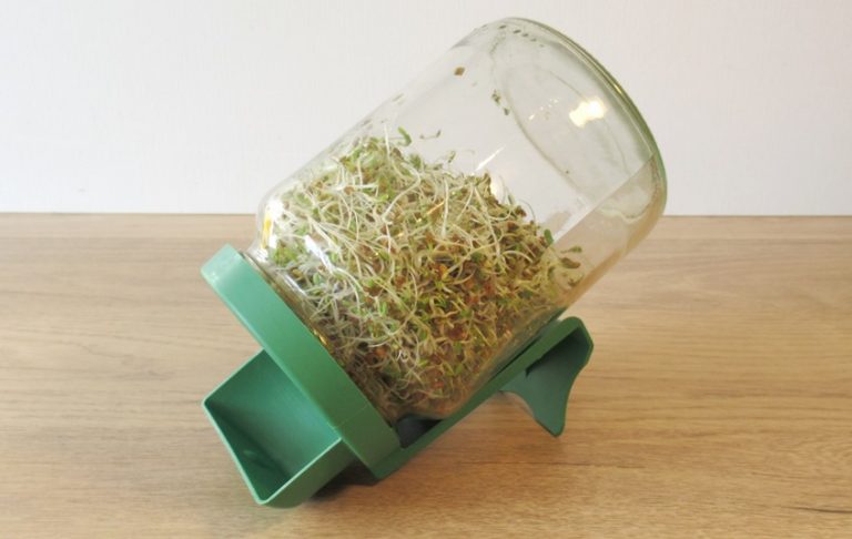Comment faire ses graines germées d’alfalfa? - Little Green Ideas